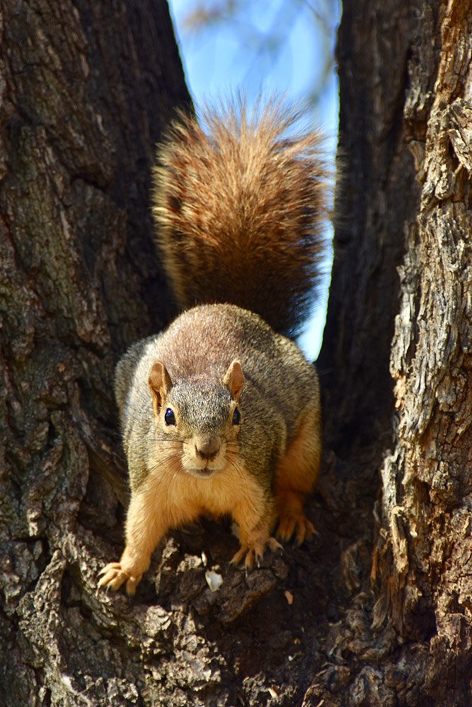 Blog #524: My BEST Squirrel Talk...Ever. - Shawn Anderson